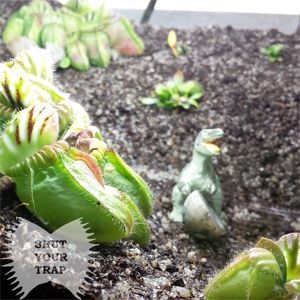 Building a Cephalotus Terrarium | Shut Your Trap